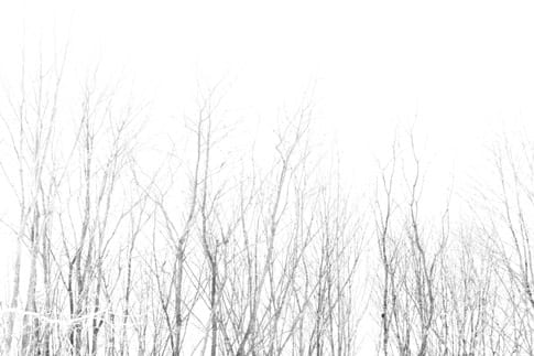 Download 6 beautiful treeline Photoshop brushes