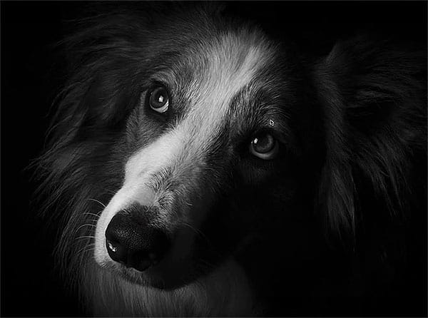 How to Retouch a Dog Portrait in Photoshop